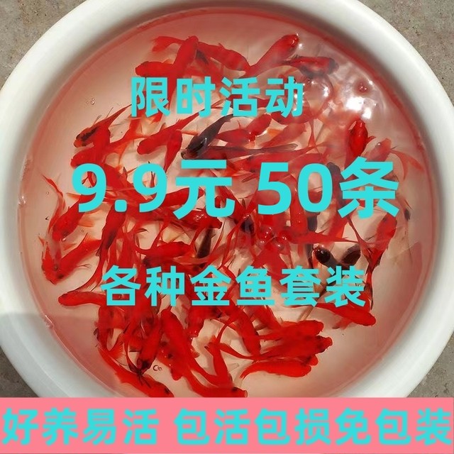 Grass Goldfish Fry Koi Small Fish Live Ornamental Fish Live Fresh Water ...