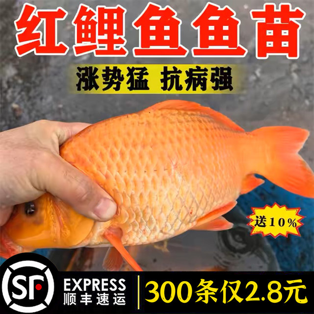 Red carp seedlings Freshwater farming, edible live carp fry