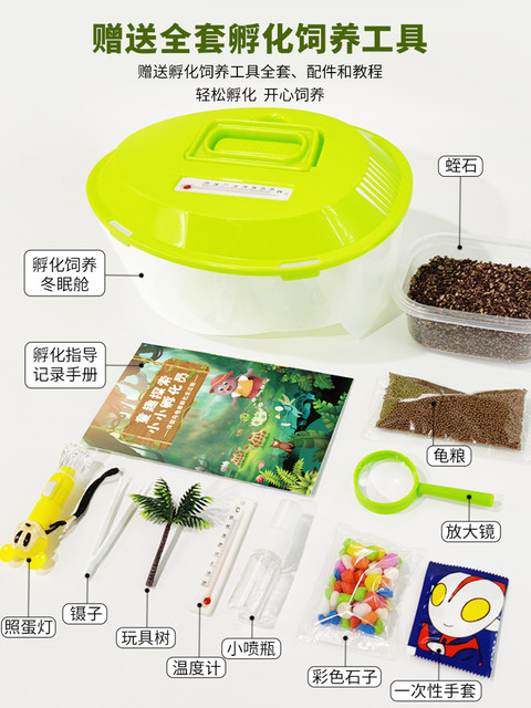 Hatchable turtle egg DIY set hatching turtle egg fertilized egg set ...