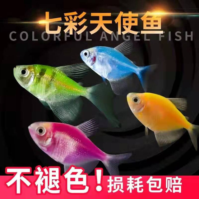 Aquaculture angel fish, candy-colored angel fish, live ornamental fish ...