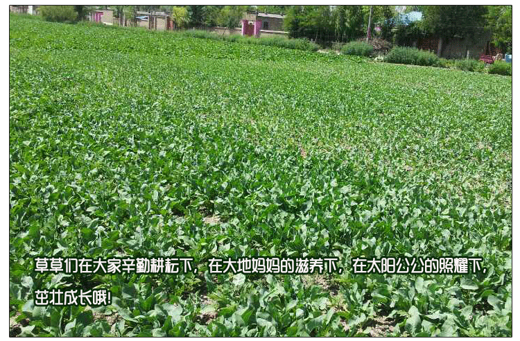 Usman Grass Xinjiang Usma Grass Stick Eyebrow Liquid Eyebrow Essence ...