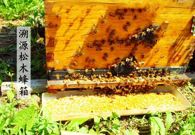 Edible natural unbroken wild bee pollen from the place of origin | EBUY7