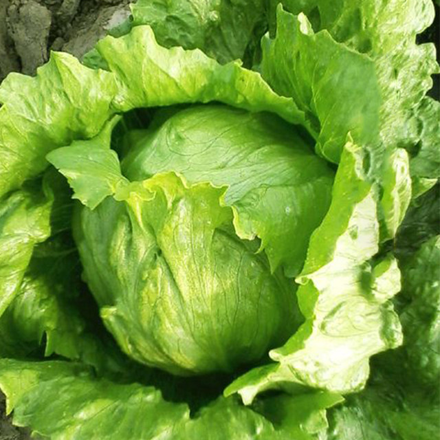 Chicory Seeds for Balcony, Garden, and Farm Planting; Easy-To-Grow ...