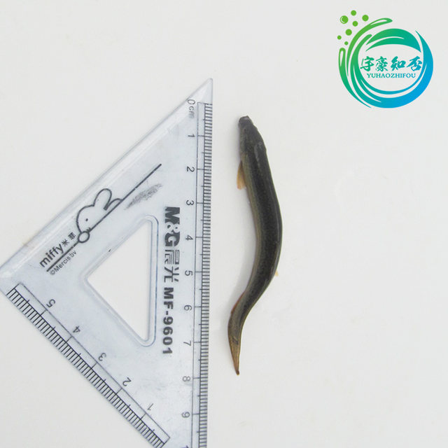 Raft fishing loach nest small loach edible loach fresh loach fresh hook ...