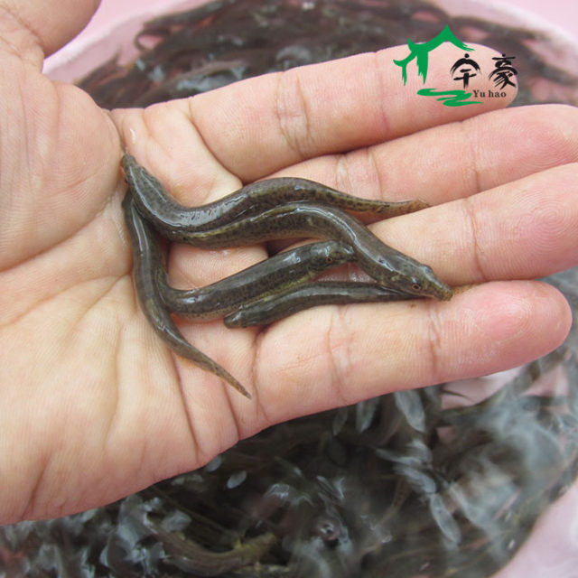 Local small loach seedlings Taiwanese loach fresh round loach green ...