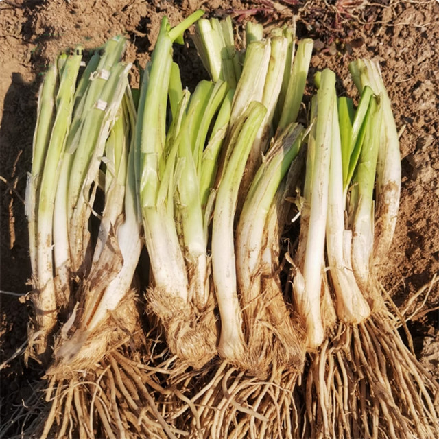 White-rooted leek root seedlings, broad-leaf purple roots, red roots ...