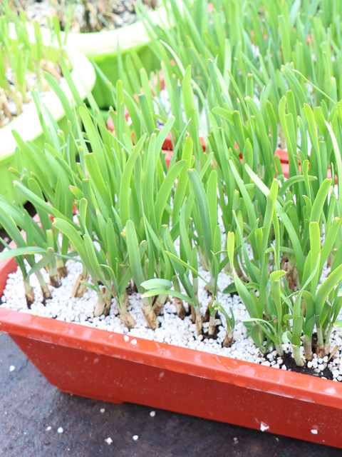 White-rooted leek root seedlings, broad-leaf purple roots, red roots ...