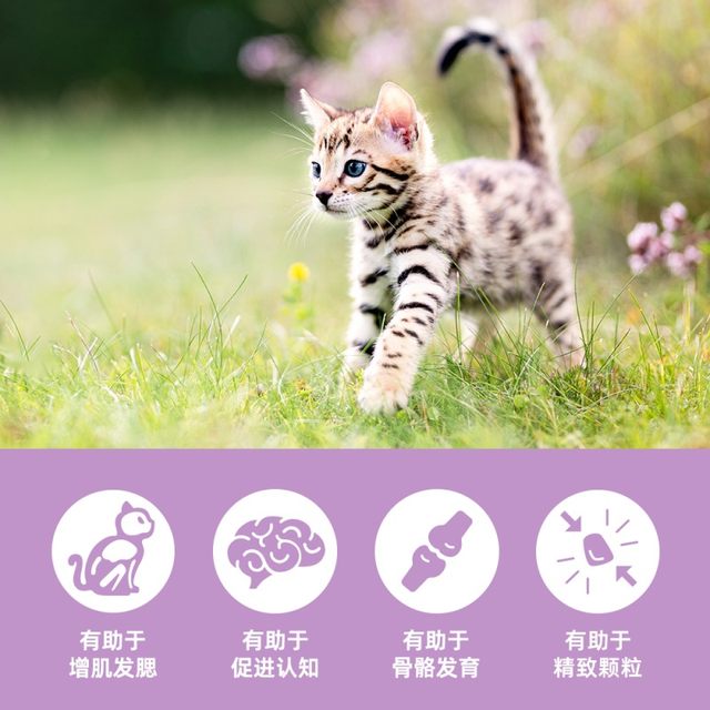 Orijen Desire Cat Food High Protein Kitten Cat Food 5.4kg Chicken Full ...