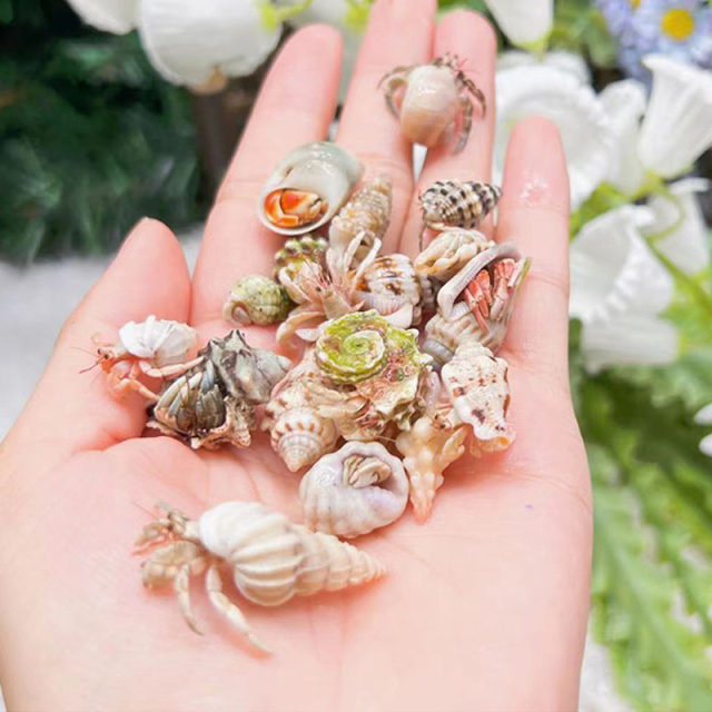 Cute Bean Hermit Crab Novice Breeding Package Set Breeding Box ...