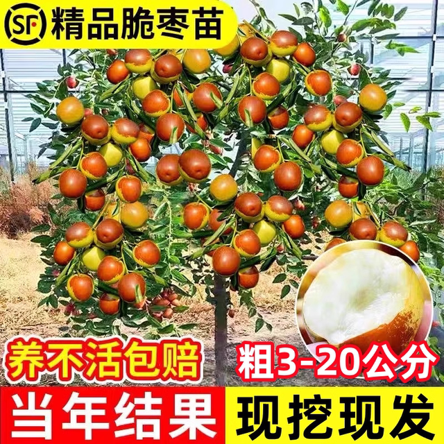 Live jujube seedlings are grafted to winter jujube field-planted fruit ...