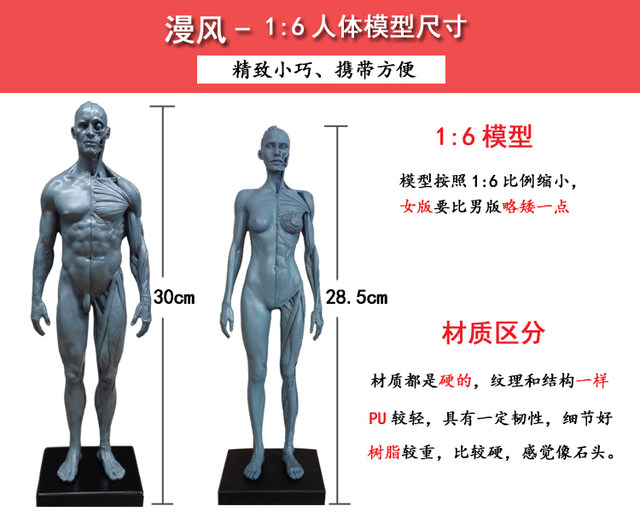 30cm medical painting CG reference plaster toy art human body muscle ...