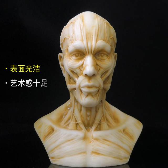 1:3 artistic human muscle bust plaster toy still life painting ...