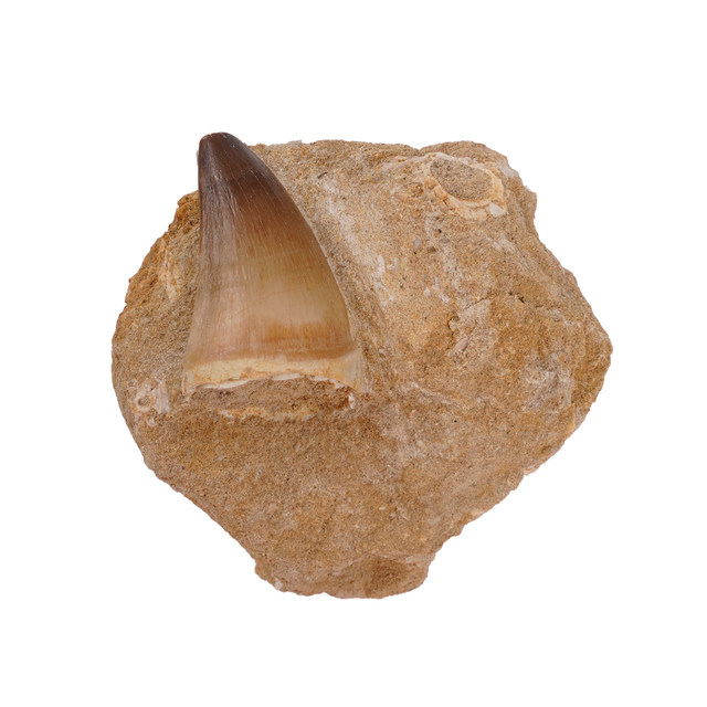 Natural Moroccan mosasaur teeth paleontological fossil ammonite raw ...