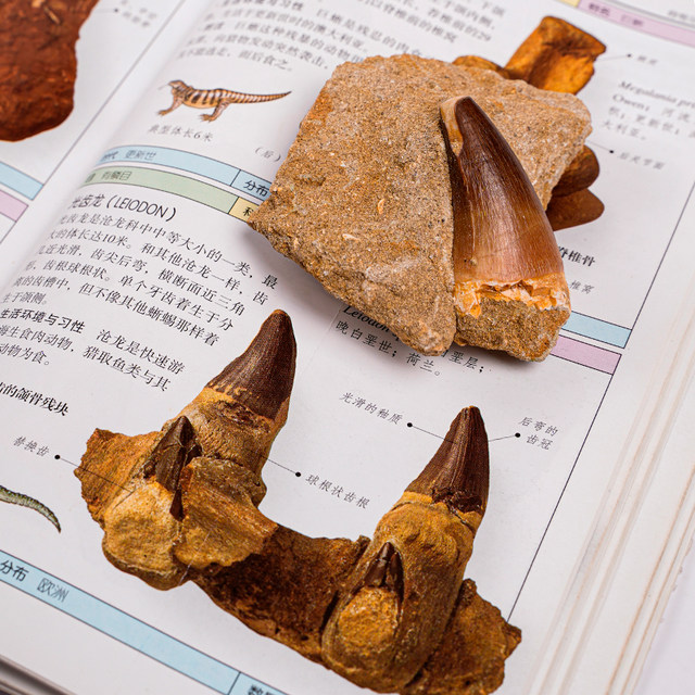 Natural Moroccan mosasaur teeth paleontological fossil ammonite raw ...