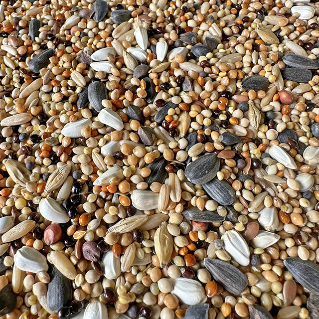 Cockatiel feed small and medium-sized bird food shelled yellow millet ...