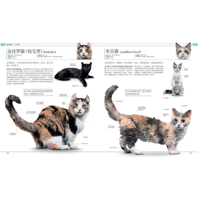 DK cat encyclopedia encyclopedia all book cat family animal book cat ...