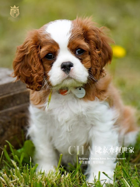 Purebred Hunting Dog Cavalier King Charles Spaniel Puppies Double ...
