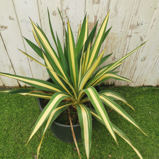 Potted agave plants with Nordic style indoor ornamental green plants ...