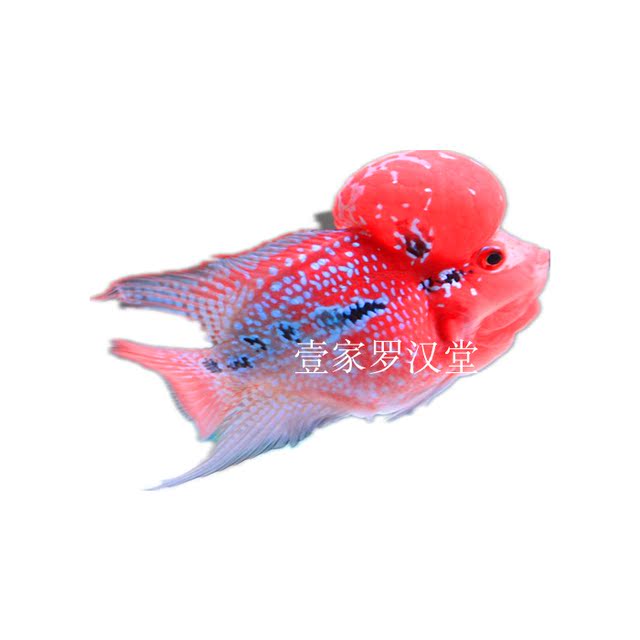 Hongyun Luohan Fish Entrance Import Luo Han Fish Yacheng Tianjin Self ...