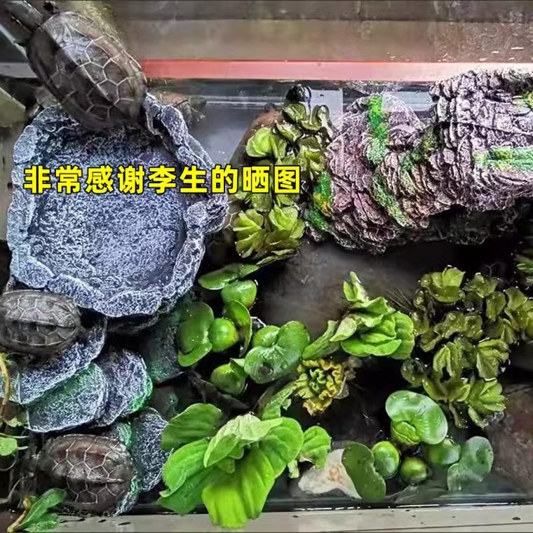 Turtle Raising Four Treasures Package Turtle Tank Landscaping Plants ...