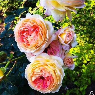 Fujimoto Fucci Rose Flower Jinding Jensen Da Fragrant Courtyard ...