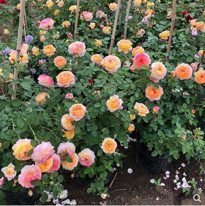 Fujimoto Fucci Rose Flower Jinding Jensen Da Fragrant Courtyard ...