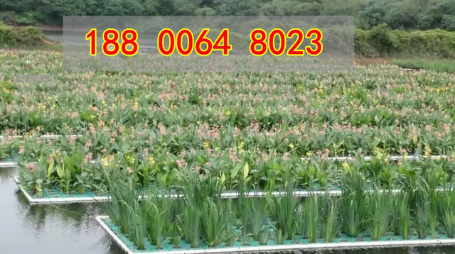 Ecological floating island biological artificial floating bed plant ...