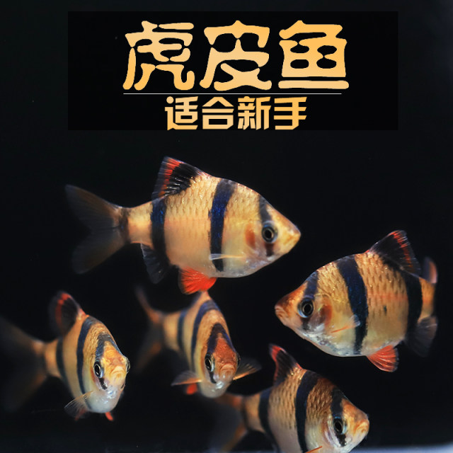 Tiger skin fish small fish live ornamental fish green tiger skin novice ...