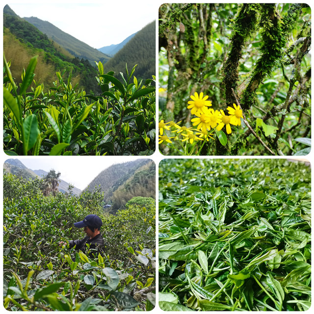 Wuyishan Authentic Extra -stomach Wild Black Tea Ye Tongmu Guan Hua ...