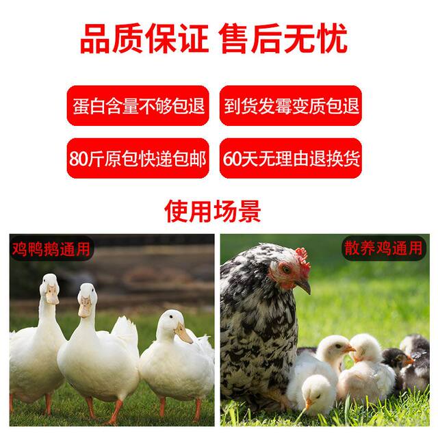 Chick feed, small pellets for local chickens, chicks, ducks and geese ...