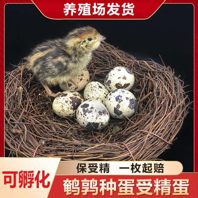 Quail eggs, quail eggs, fertile eggs, hatchable fertilized eggs ...