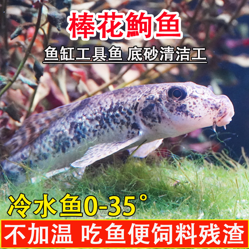 Clean minnow-like fish Primary Tank Stream cold water fish eat fish ...