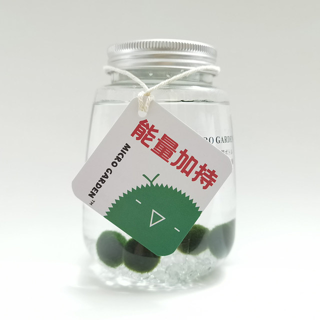 Malimo algae ball Marimo creative mini plant has four seasons of ...