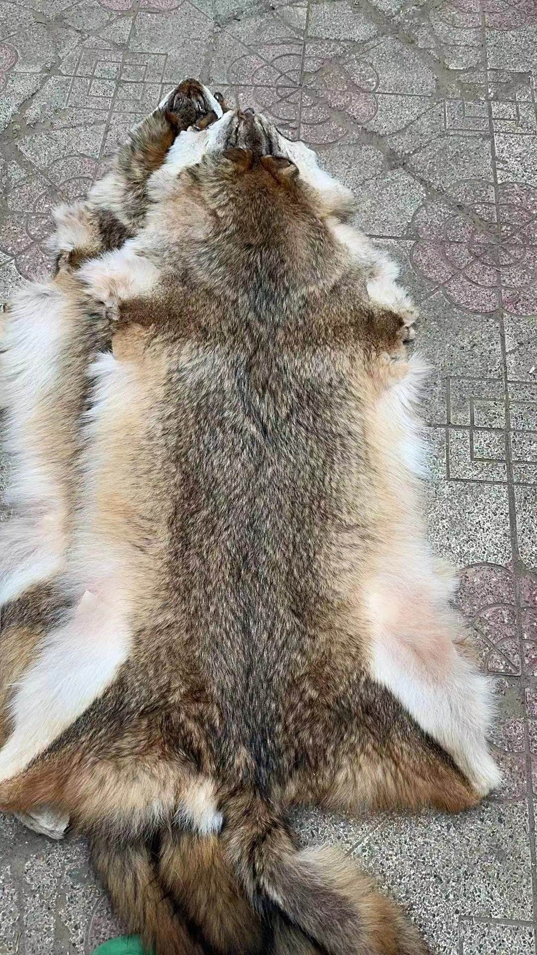 Imported North American coyote skins, whole coyote skins, semi-finished ...
