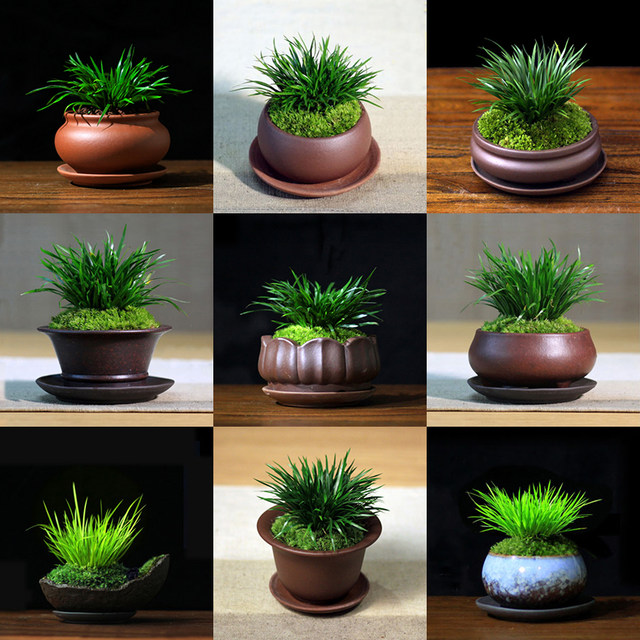 Money calamus tiger beard calamus Japanese golden Ji random incense ...