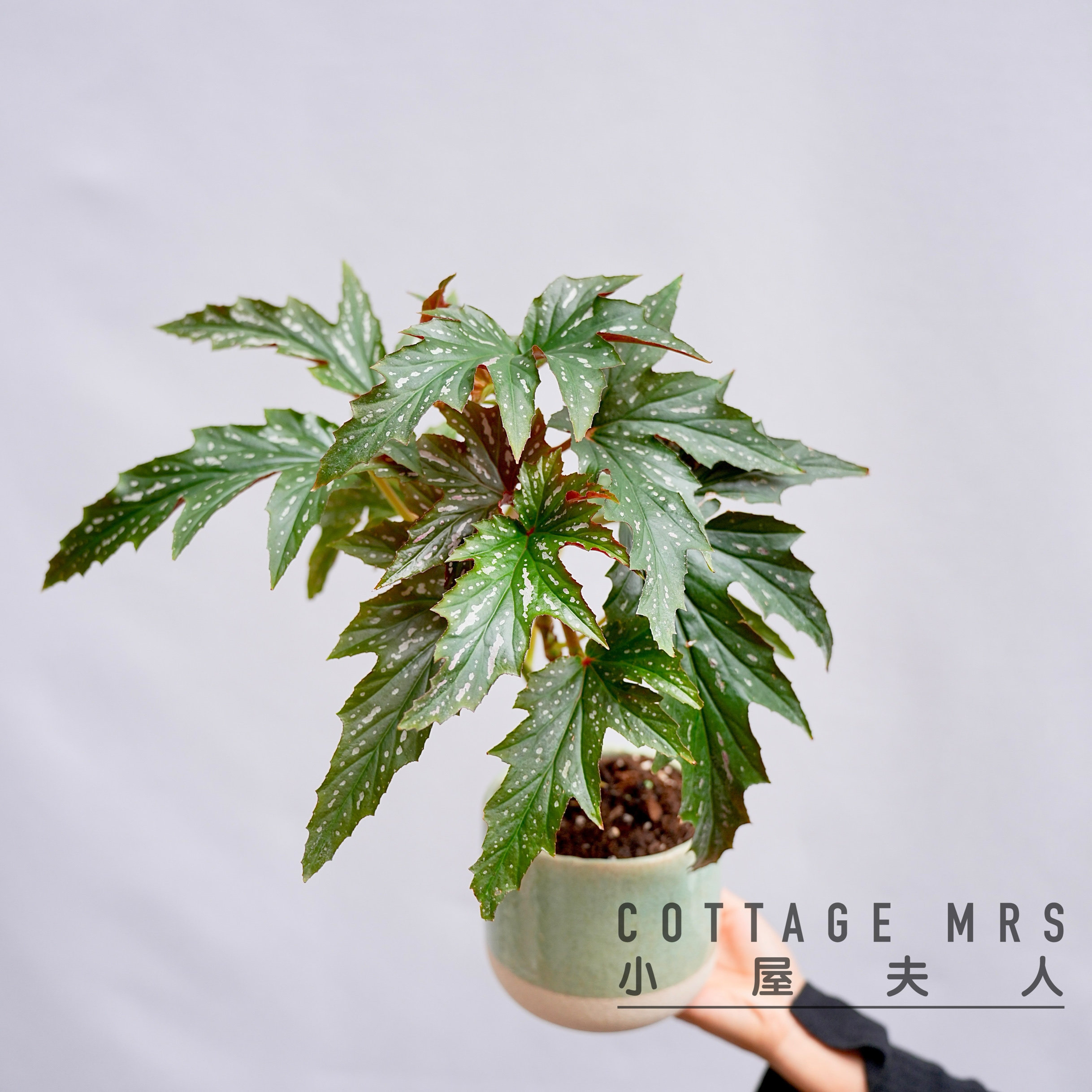 Sophie Begonia Bamboo Indoor Balcony Living Room Window Sill Ins Wind ...