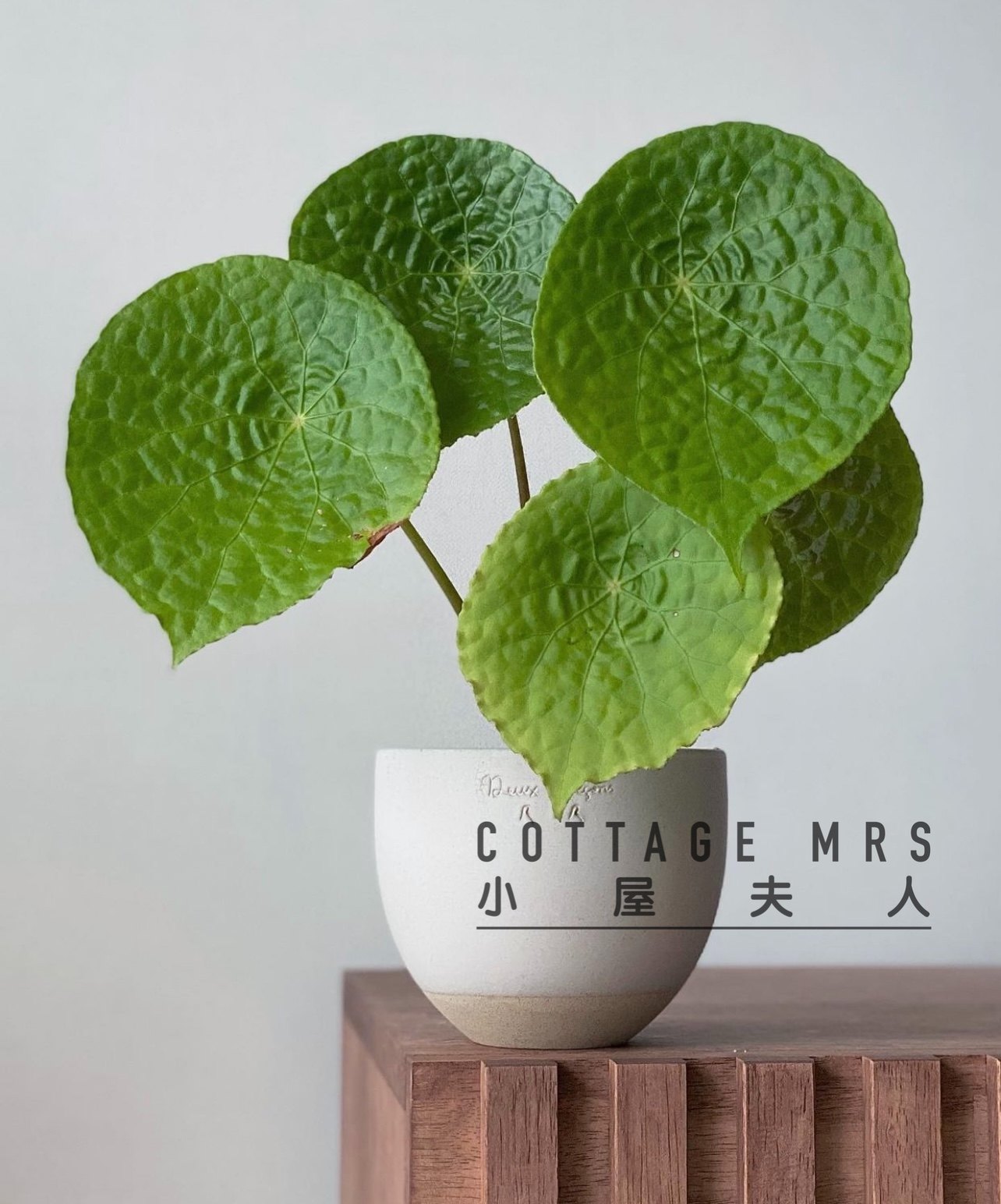 Fushou Begonia indoor desktop tropical foliage plant balcony living ...