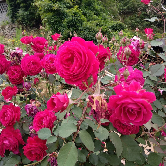Ancient Chinese rose seedlings, soft and red, strong fragrance ...