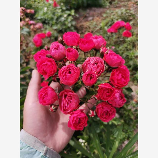 Strong-scented edible golden-edged roses with multiple flowers blooming ...