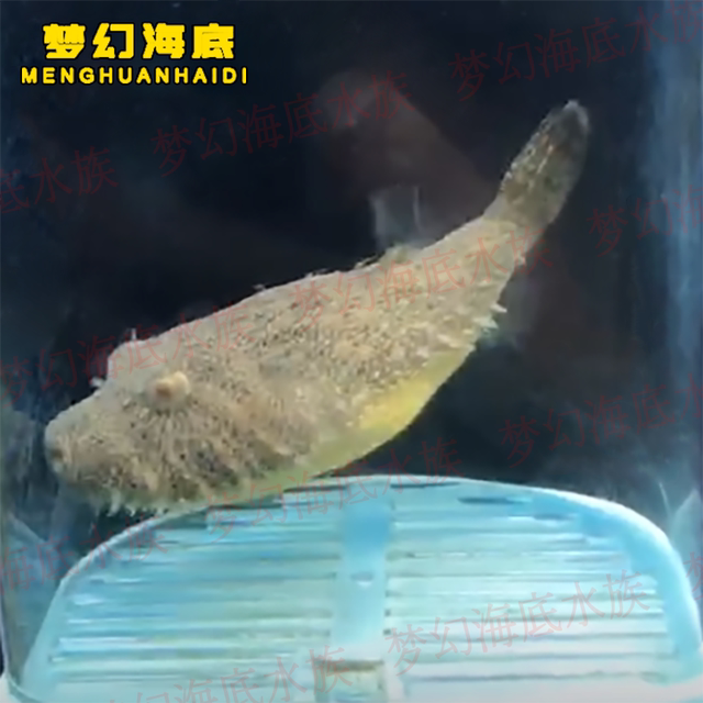 Zebra Doghead Fish Papaya Fur Crown Submarine Puffer Fish Ornamental ...