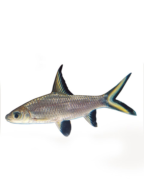 Silver Shark Pink Shark Rainbow Shark Pink Shark Tropical Freshwater ...