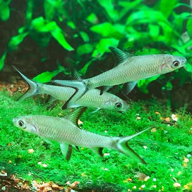 Silver Shark Pink Shark Rainbow Shark Pink Shark Tropical Freshwater ...