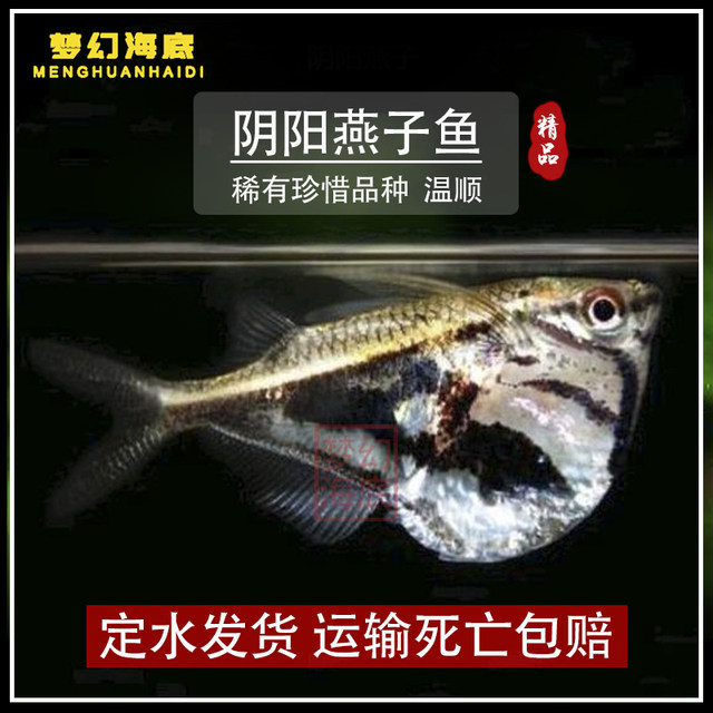 South American fish, upper fish, yin and yang swallow fish, black ...