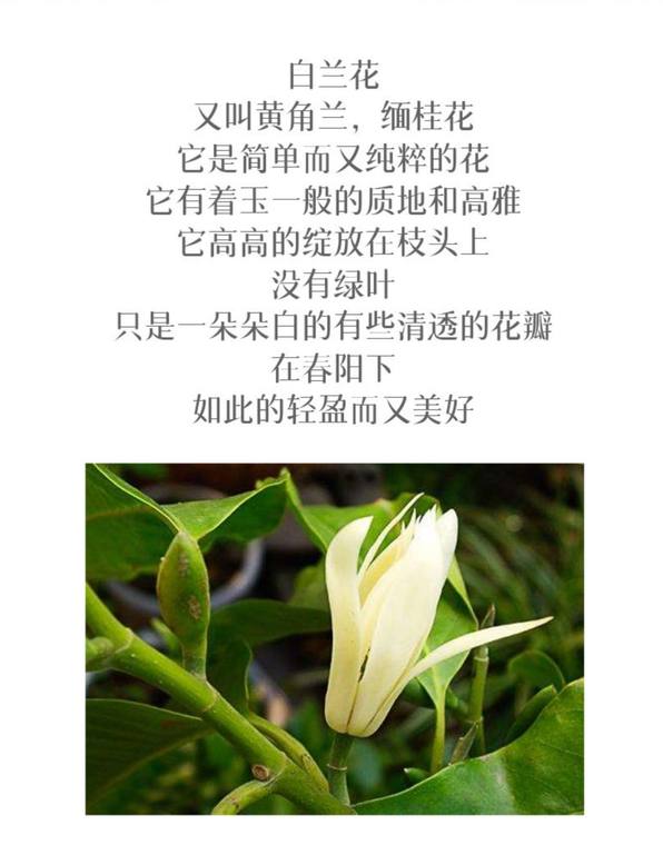 April White Orchid Perfume in the Mountains Floral Fragrance Magnolia ...