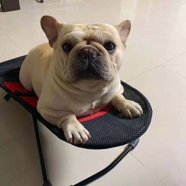 Dog Rocking Chair Pet Cat Bed Dog Rocking Chair Teddy Recliner Fadou ...