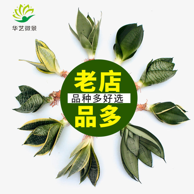 Purifying Air Tiger Pilan Base Tiger Pilan Hani Golden Orchid White ...