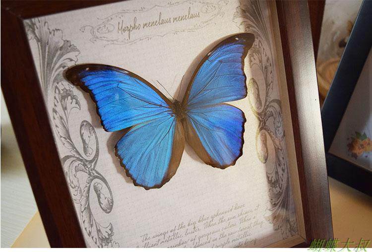 Butterfly Specimens Big Blue Morpho - Real Butterfly Specimens ...