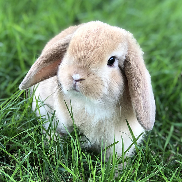 Little rabbit live dwarf rabbit mini teacup rabbit live purebred Dutch ...