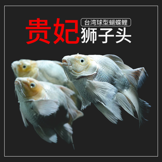 Taiwan genetically cultivated butterfly royal lion head koi fish live ...