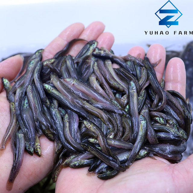 Loose seedlings Freshly fed pets fishing arowana turtles ornamental ...